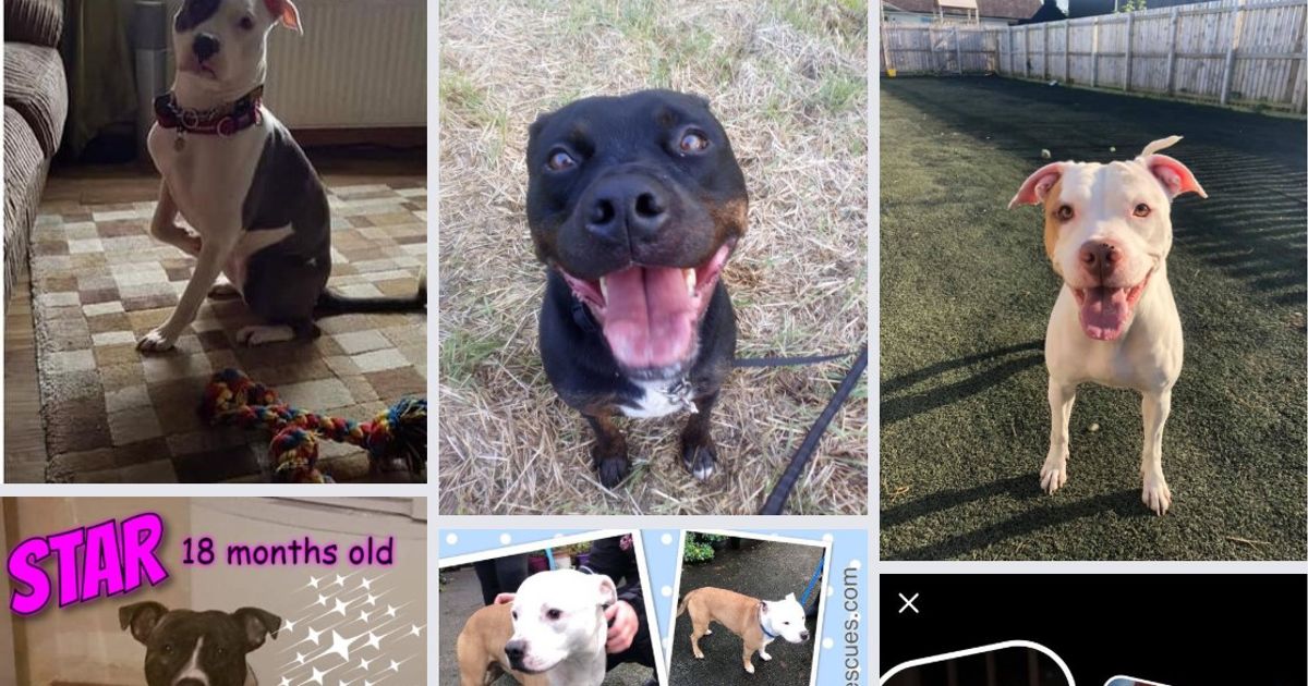 Vote for Staffie Smiles Rescue to share in $500,000