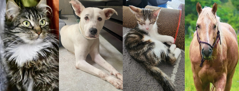 Vote for Soquilichi Rescue Ranch Inc to share in $500,000 of grants