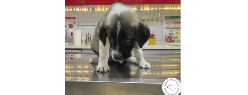 Take Action Before Sunday : Vote for Dog Desk Animal Action CIC to ...