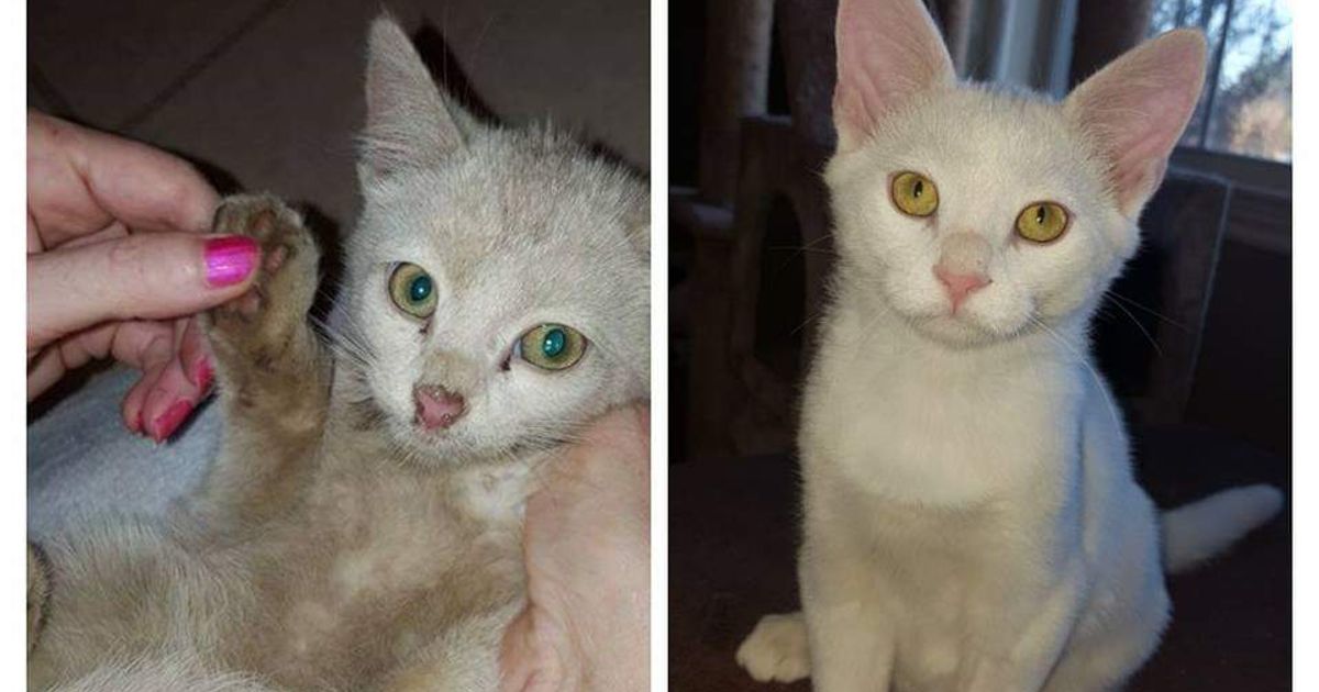 Vote for Healing Animal SCARS to share in $500,000