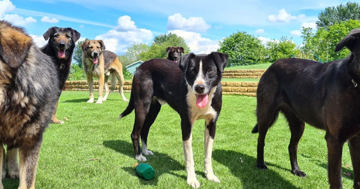 Vote for Dogs 4 Rescue CIC to share in £300,000 of grants
