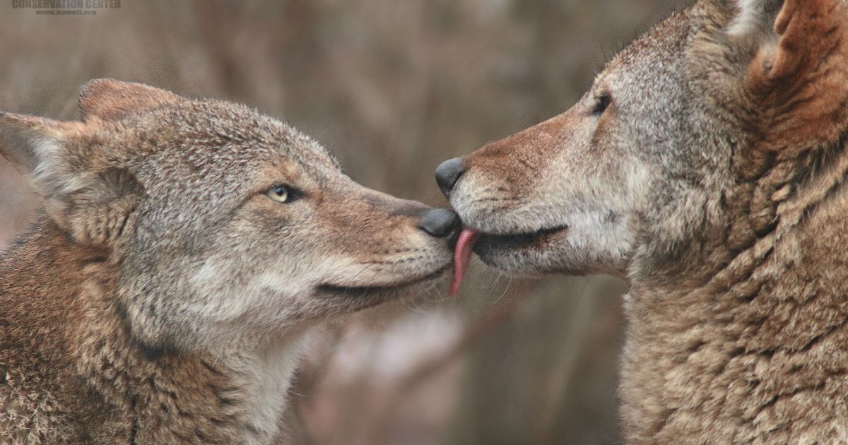 Vote for Wolf Conservation Center to share in $500,000 of grants
