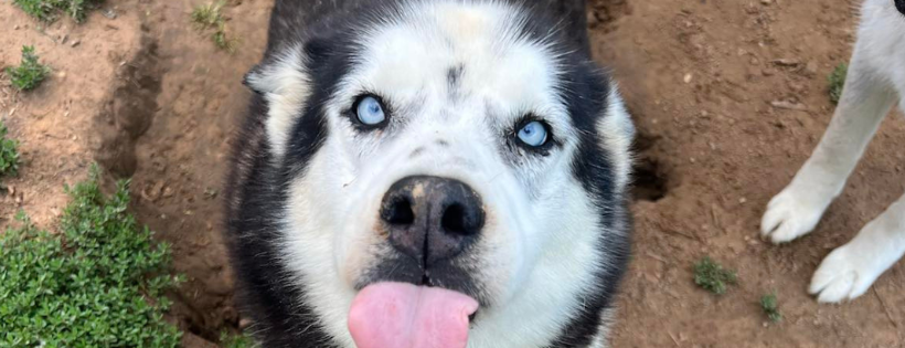 Vote for Husky Halfway House Foundation