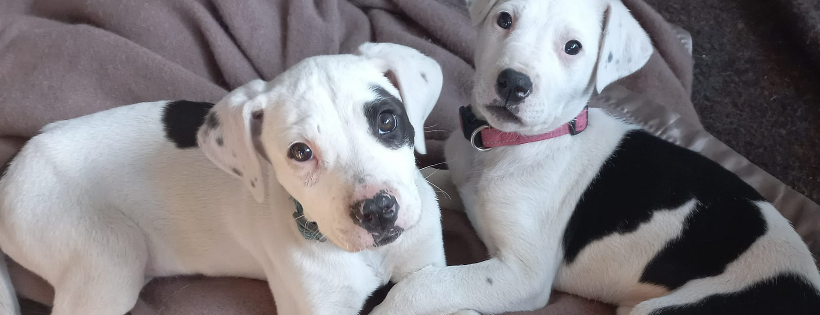 Nominate Pound paws Rescue to share $1,500,000