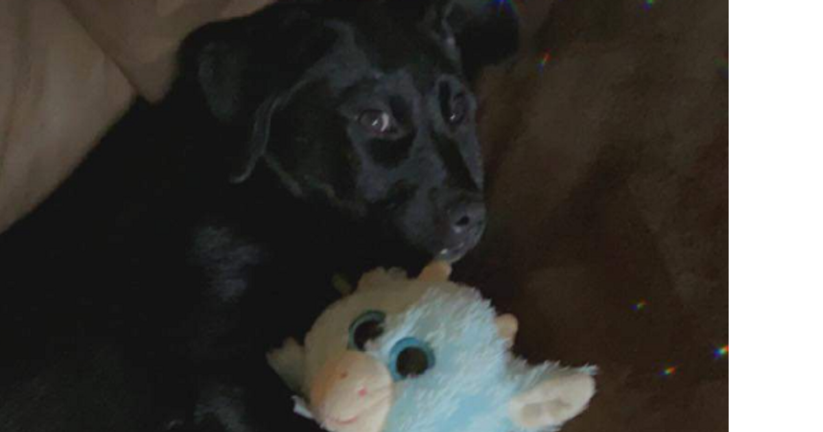 Vote for Justice for Samson Animal Rescue to share in $500,000 of grants