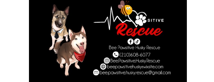 Nominate Bee Pawsitive husky rescue